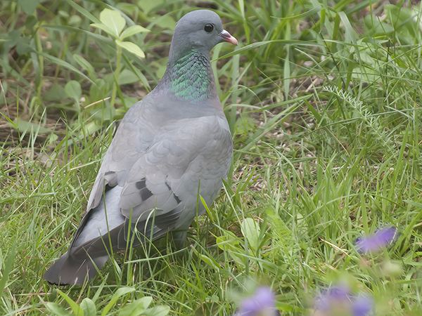 [Natur Vesthimmerland]